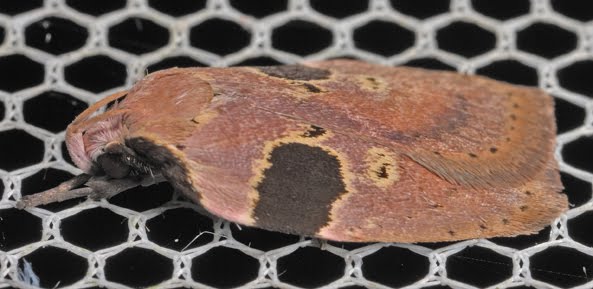 BunyipCo: November 2011