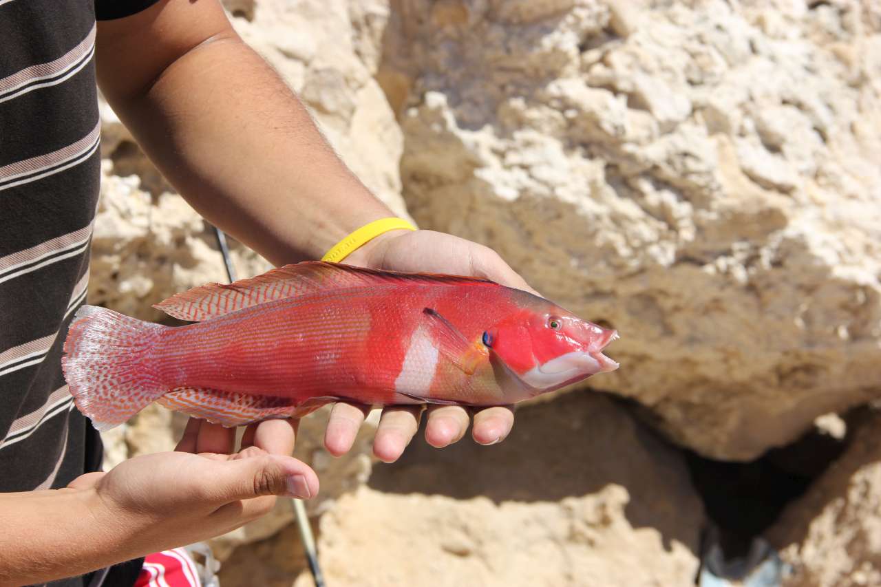 Oz-The-Trip: Joli poisson