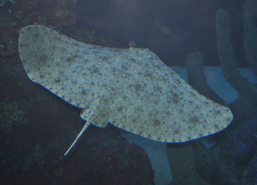ZOOTOGRAFIANDO (6.100 ANIMALS): RAYA MARIPOSA / SPINY BUTTERFLY RAY ...