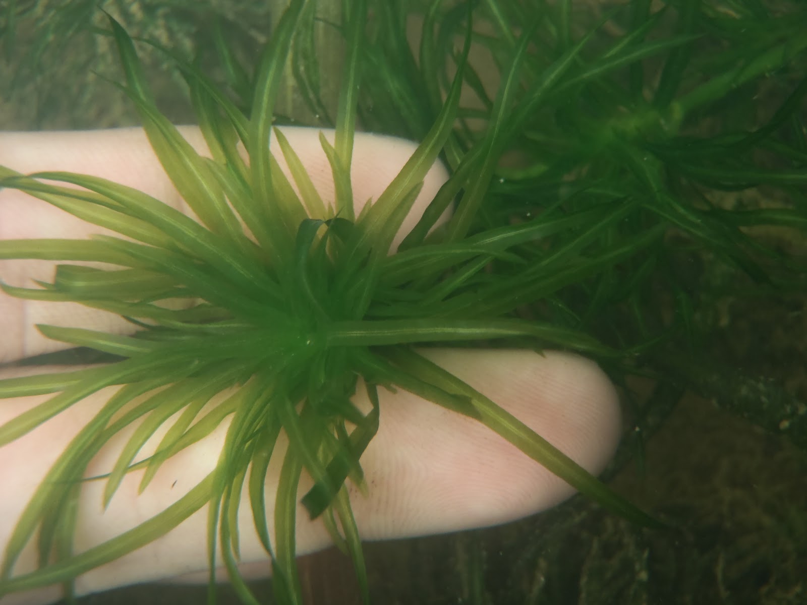 Aquatic Farmer: Najas Sp