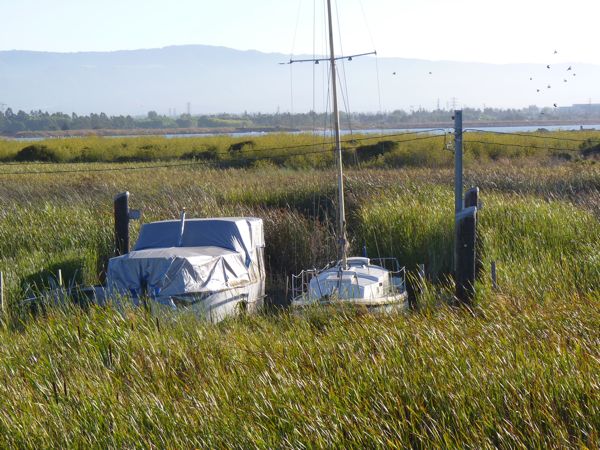 Walking San Francisco Bay: Alviso Marina - Aug. 15, '11