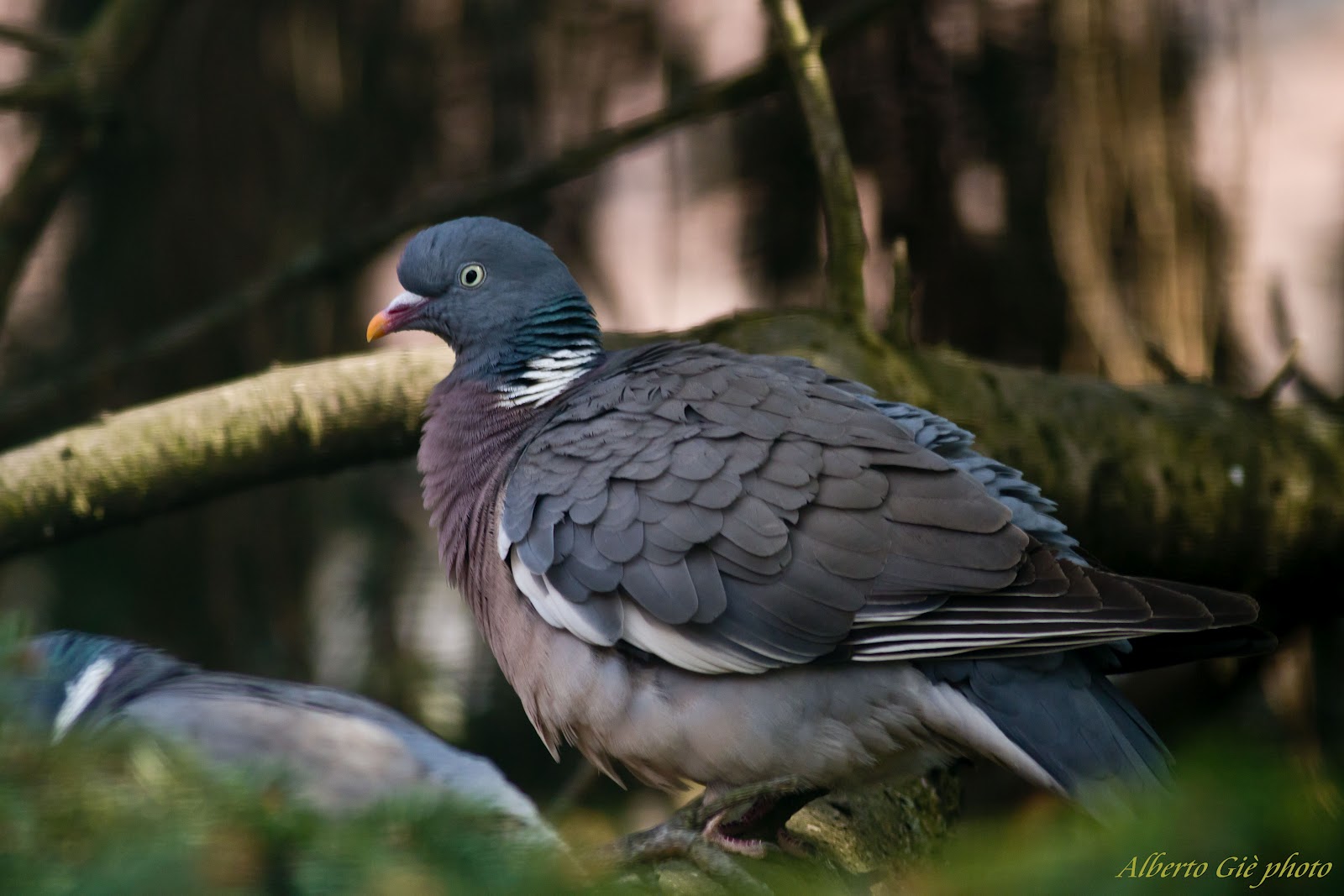 Foto e curiosità sugli uccelli del Novarese: Il confidente colombaccio