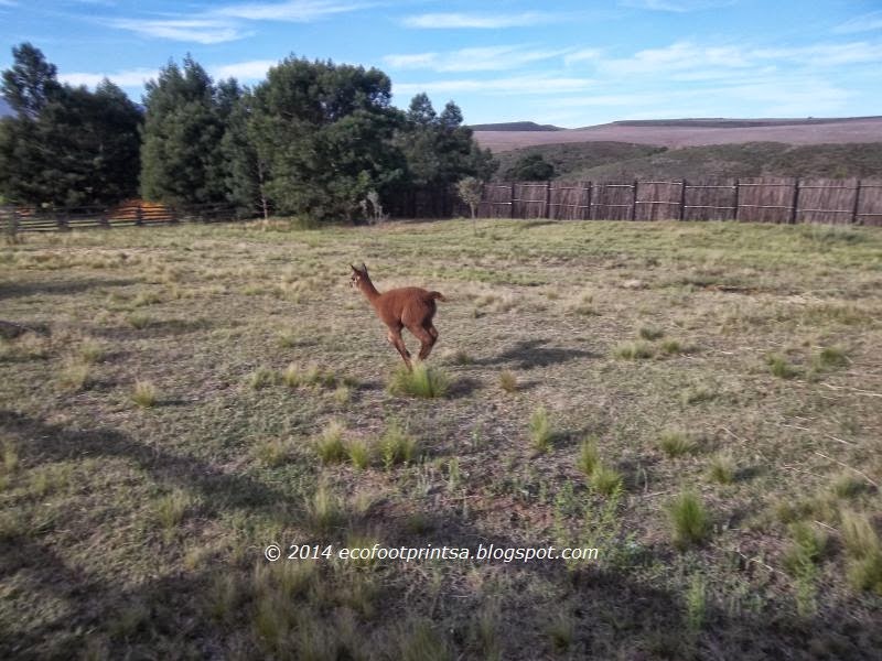Eco Footprint ~ South Africa: Alpacas at play?