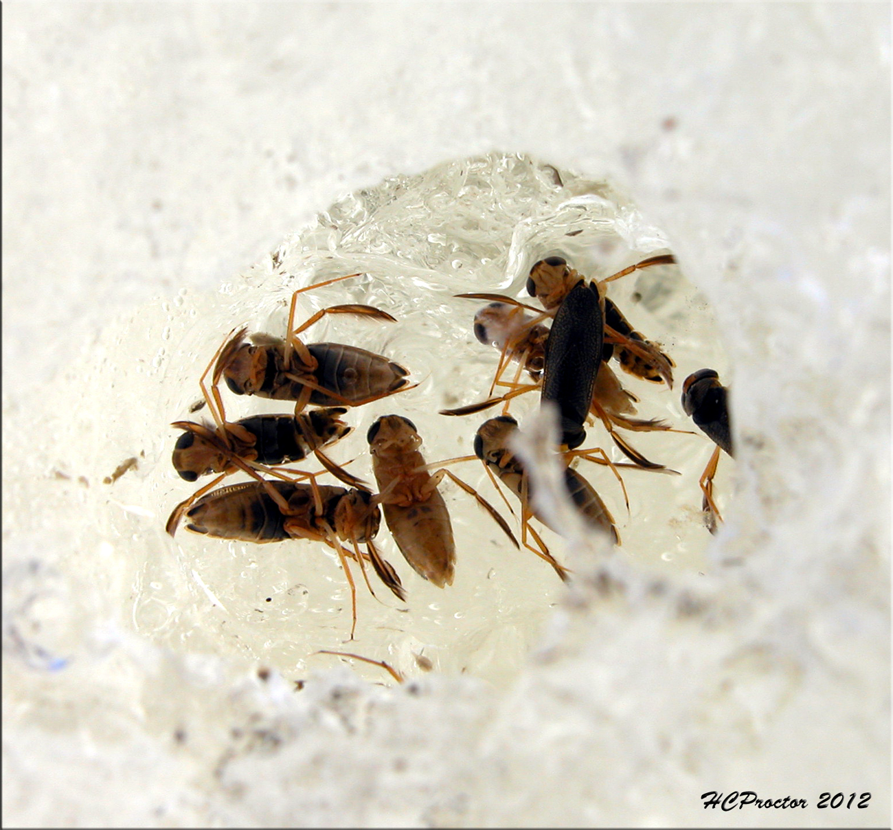 The Home Bug Garden: Friday Bug: Ice Boatmen