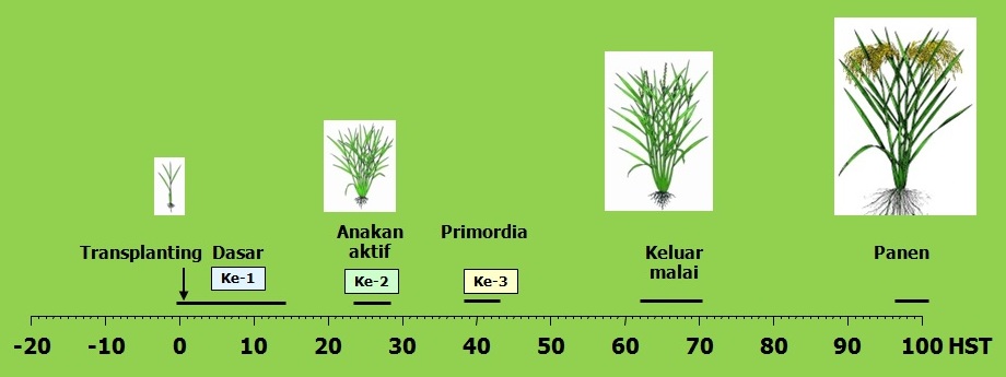 FASE PERTUMBUHAN PADI - pemuda tani