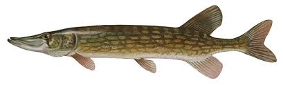 Endangered New Jersey: Volunteers Needed for Fish Study