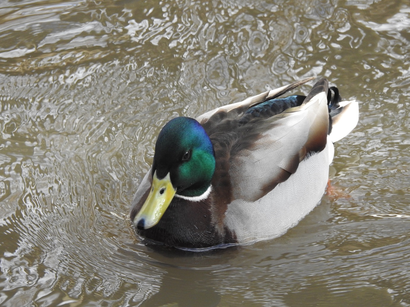 VreMax: Photo: Spring Ducks in Moscow