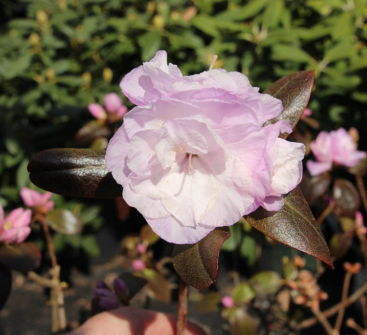 Bloomingwriter: Gardening in Nova Scotia: Slow down, Spring, you move ...