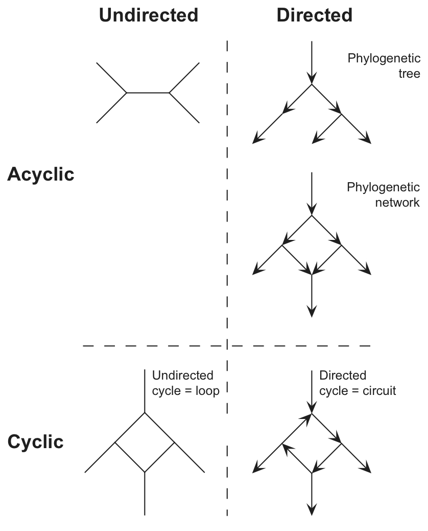 The Genealogical World of Phylogenetic Networks: An explanation of ...