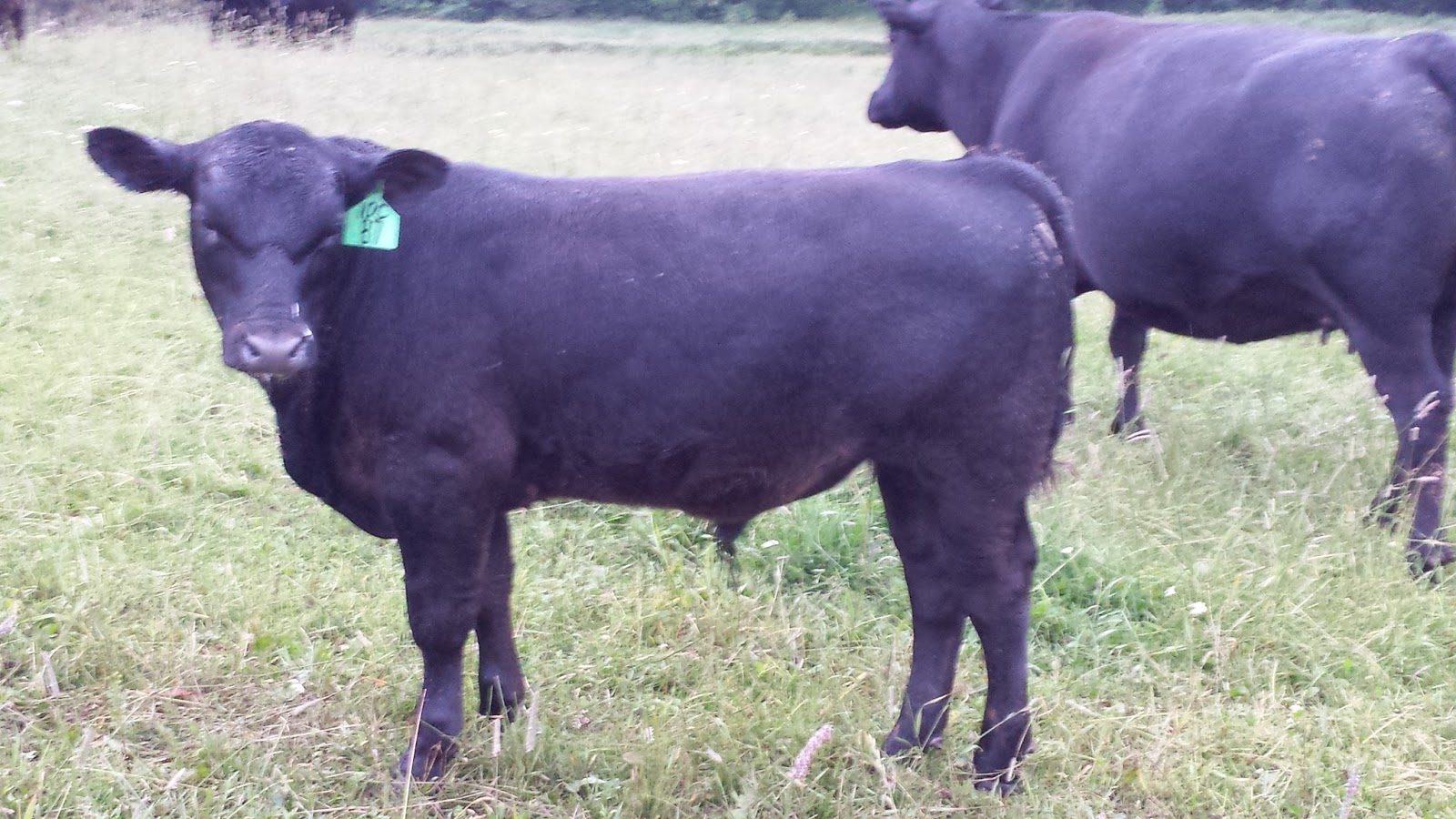 PEI Angus Association: 2016