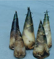 Manipurian: Wild but Edible Plants of Manipur