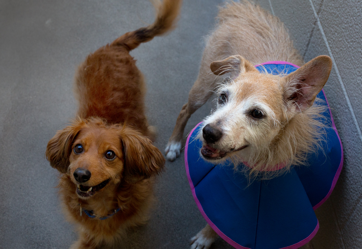Shelter Dogs of Portland: "ARBY" longhaired Doxie...."MAXSON" terrier ...