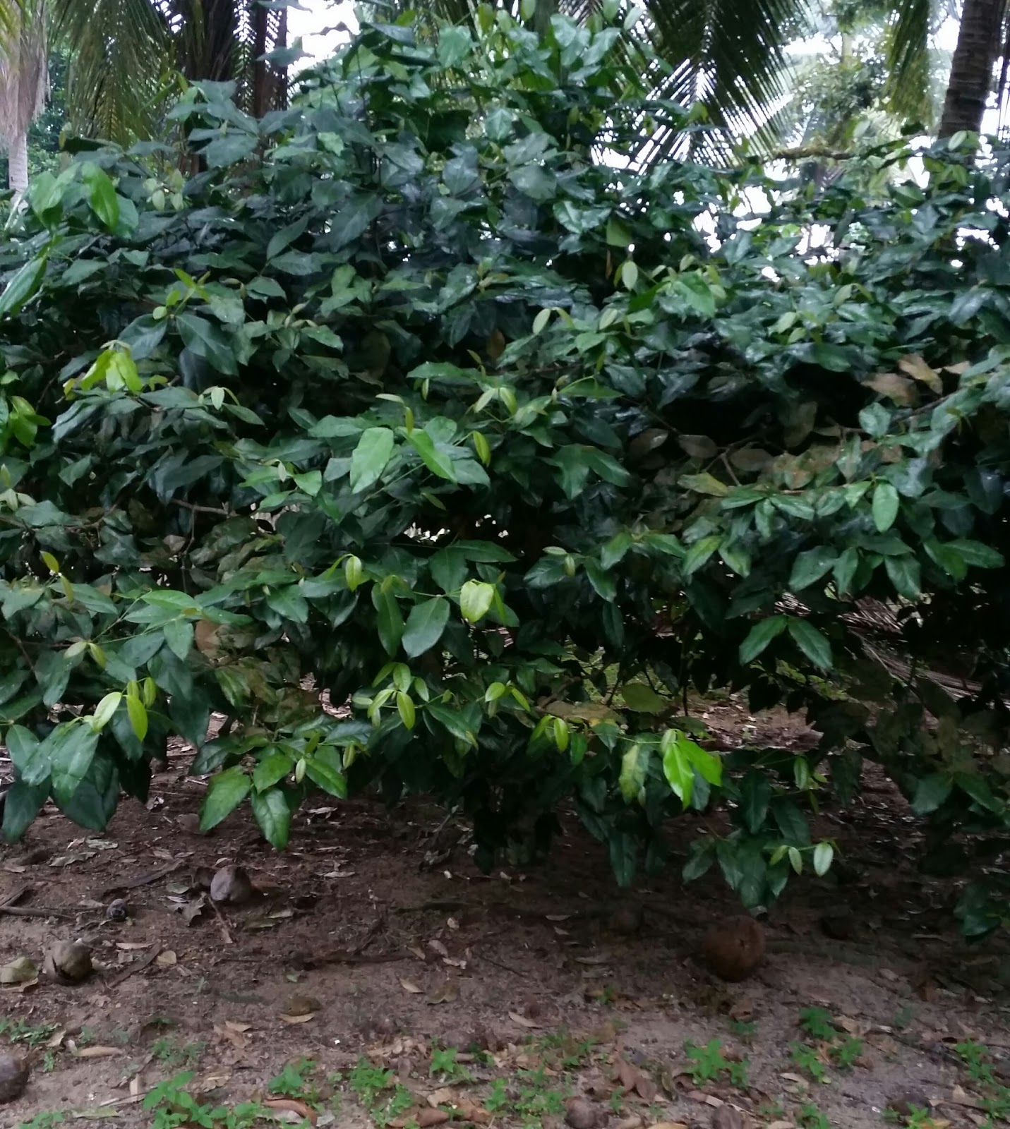 Warisan Petani: Pokok Belinjau.