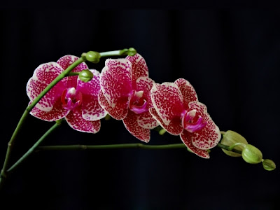 Best Flower's Care: ORCHIDACEAE