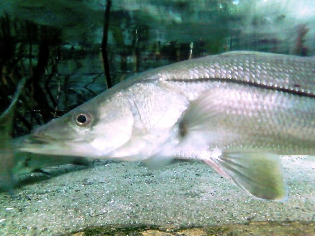 Artes de Pesca: VAMOS A PESCAR CHUCUMITE O ROBALO