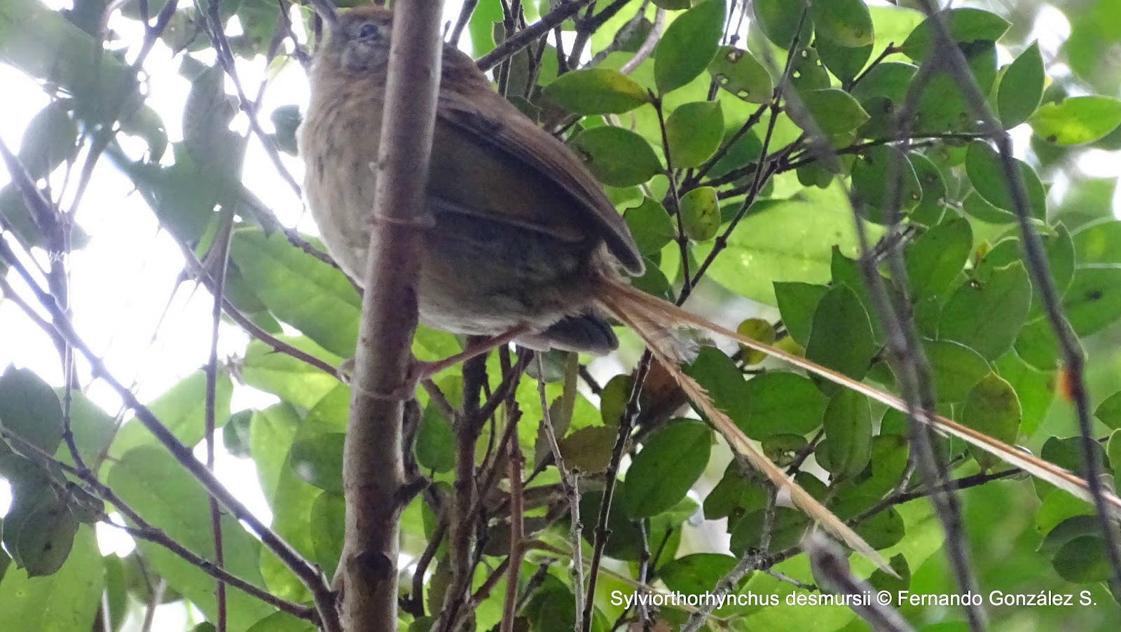 Aves del Sur de Chile: Puerto Montt y alrededores: Colilarga ...
