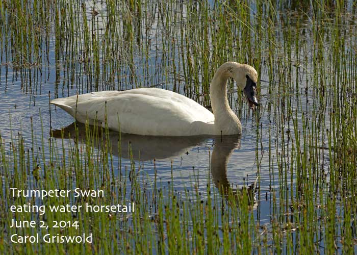 Sporadic Bird from Seward, Alaska : Monday, June 2, 2014 Trumpeter ...