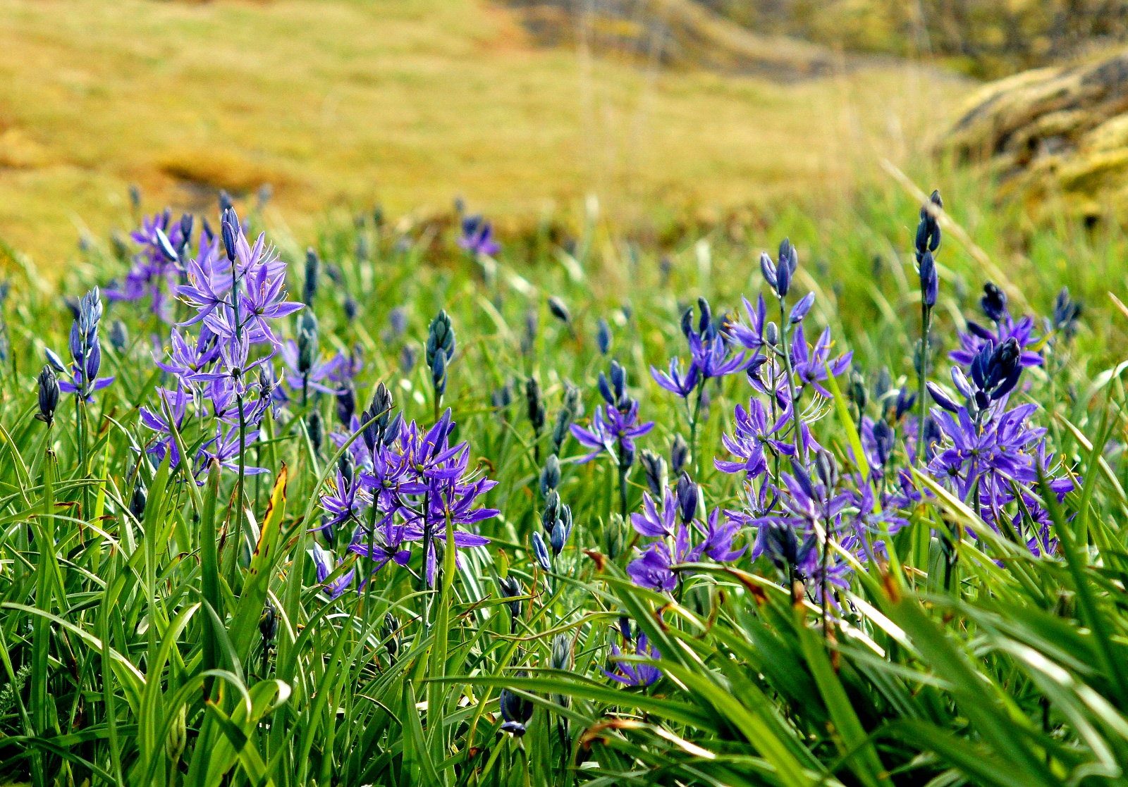 Henri van Bentum: Rebirth of the Camas