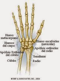 CUADERNO DE EF - ANA SILVEIRA 2º D: ACTIVIDADES TEMA 1º