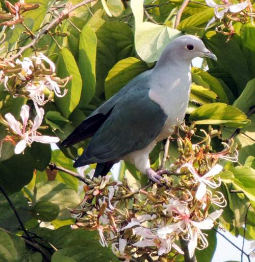 Nilgiri imperial-pigeon | Birds of India | Bird World