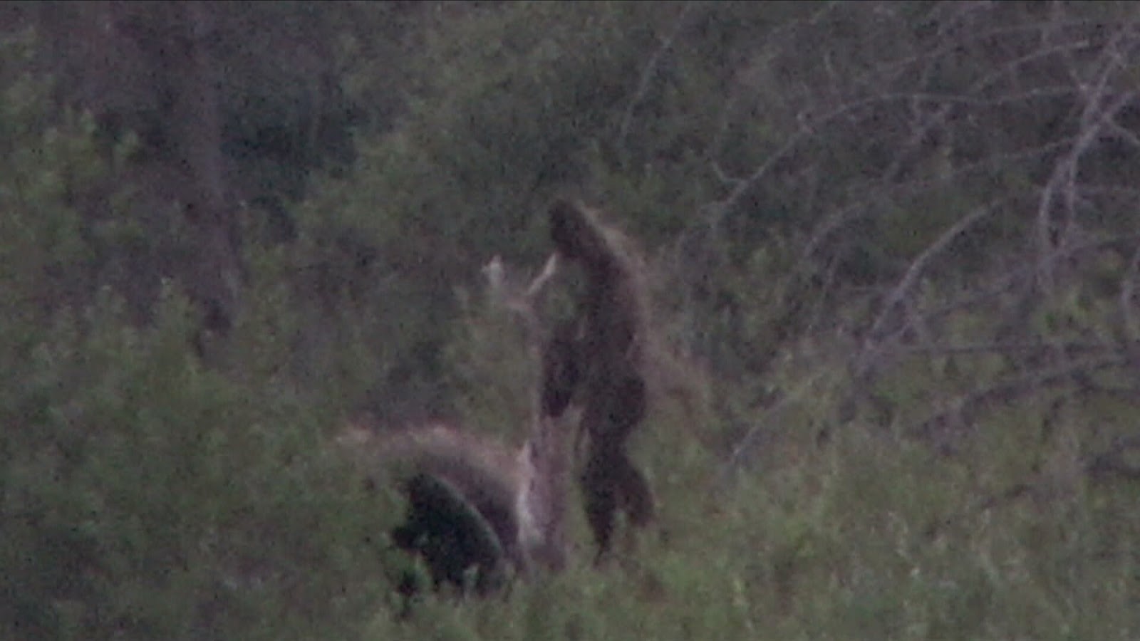 Rocky Mountains Sasquatch photo ~ The Crypto Crew