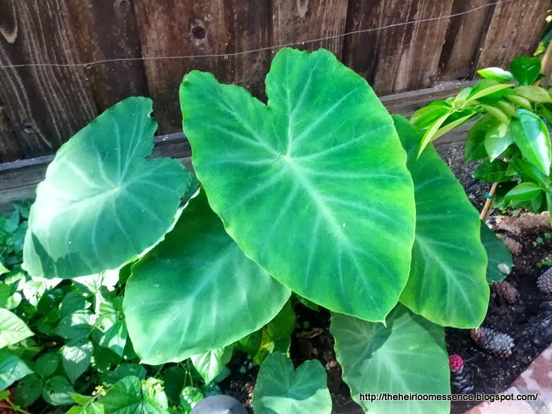 The Heirloom Essence: Aluchi Wadi/Patra