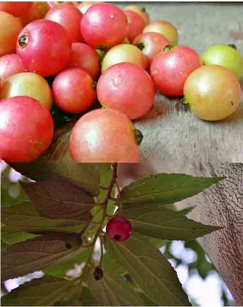 Manfaat Luar Biasa Dari Buah Kersen (Talok) ~ Resep Herbal