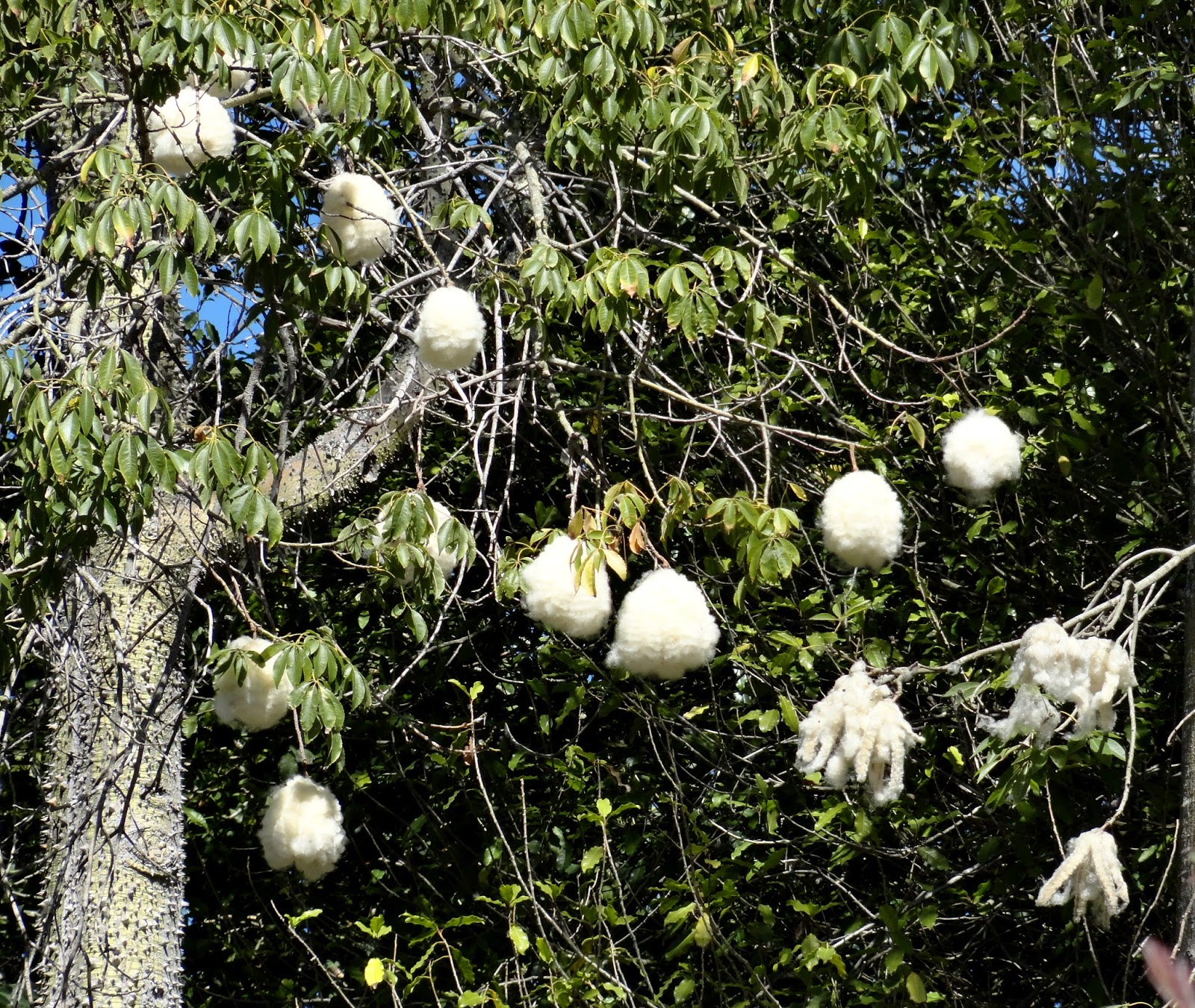 danger garden: Lotusland, back to the begining