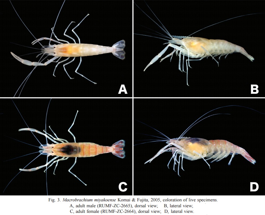 Species New to Science: [Crustacea • 2015] Macrobrachium xmas • A New ...