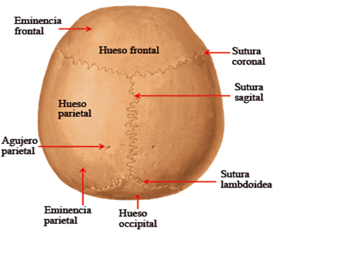 Huesos del craneo: Definiciòn huesos del craneo
