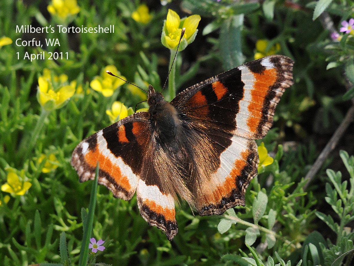 Northwest Nature Notes: BUTTERFLIES IN WINTER