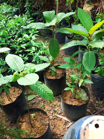 BUMI HIJAU NURSERY (002279488-D): Benih pokok ketum