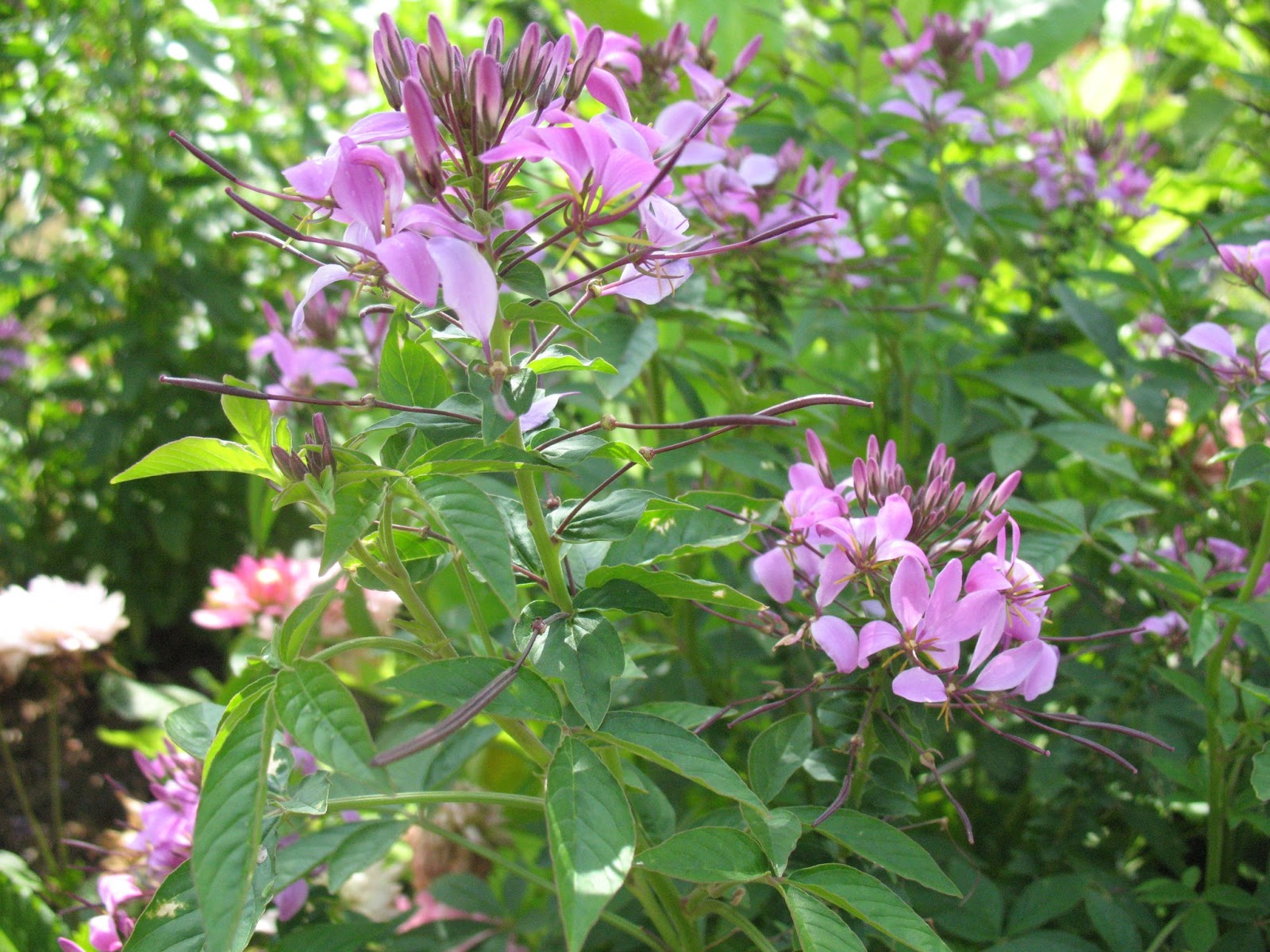Roses du jardin Chêneland: Cléome "Senorita Rosalita"
