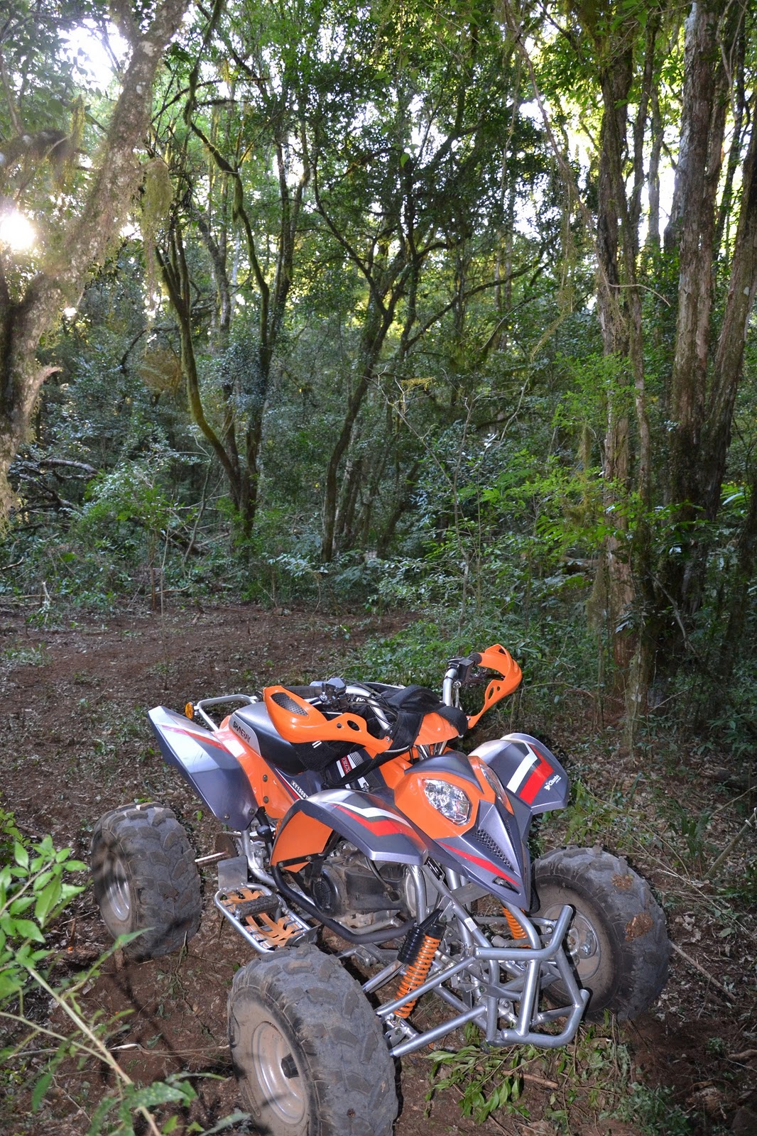 ANALISTA PRA QUE?: Trilha Linha Babenber e Pinhal - Treze Tílias /SC