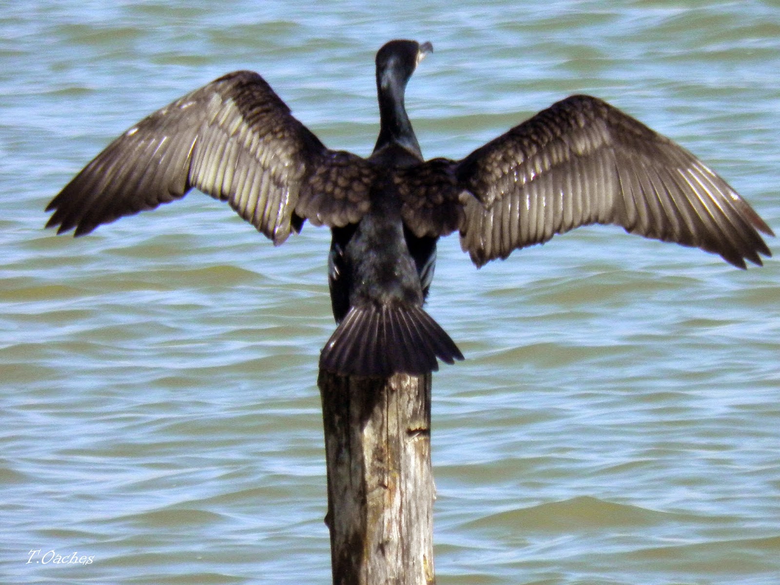 PASARI DIN ROMANIA: CORMORAN MARE, Phalacrocorax carbo