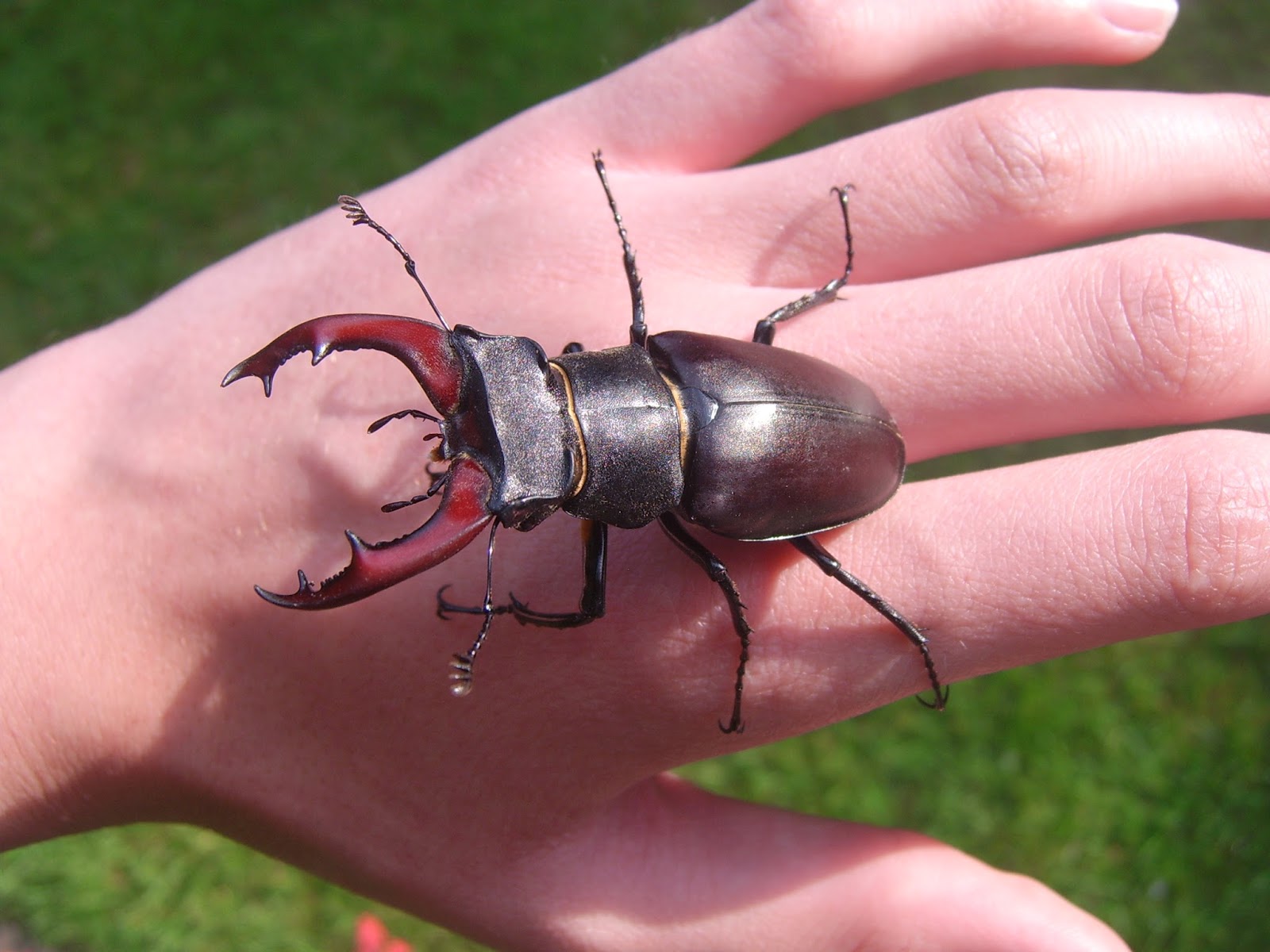Insects of Britain: Lucanus cervus
