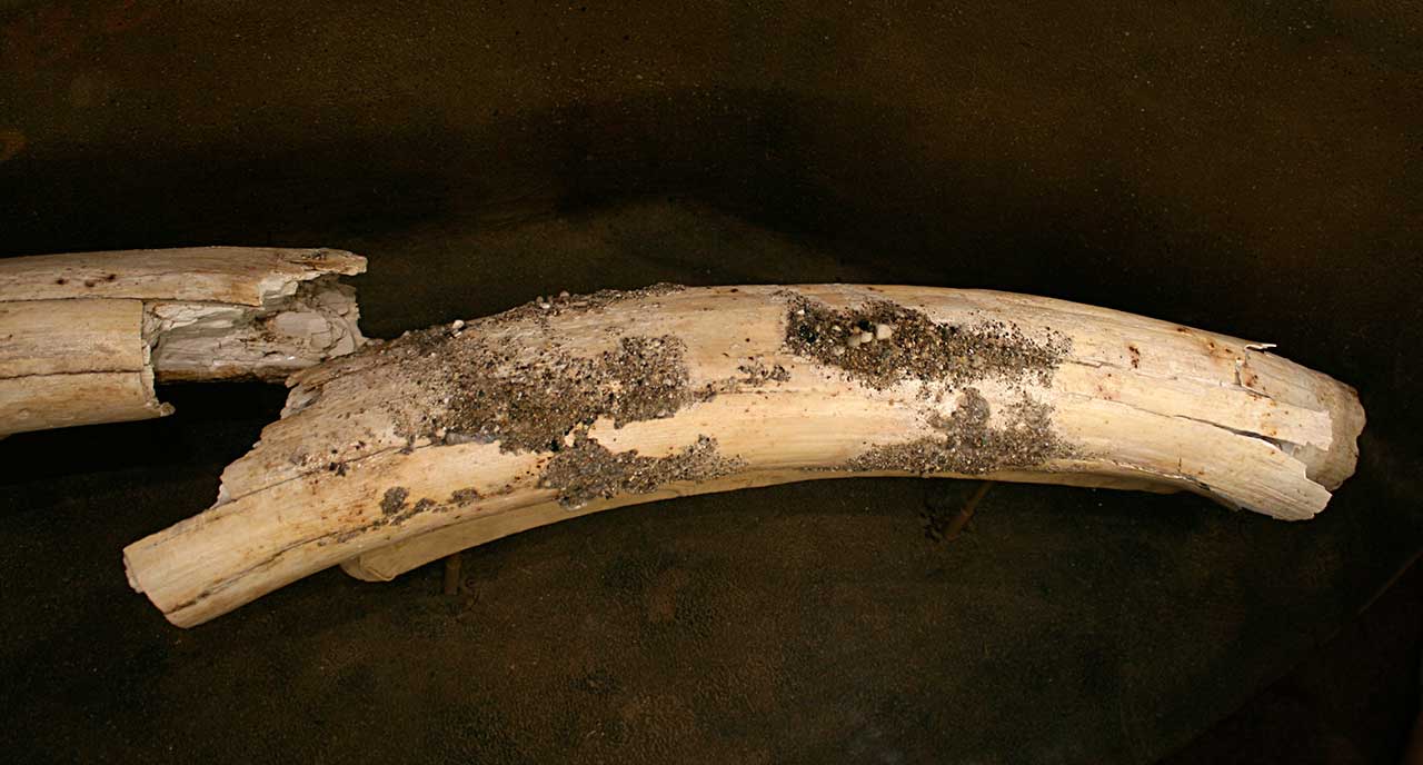Louisville Fossils and Beyond: Mammoth Tusk