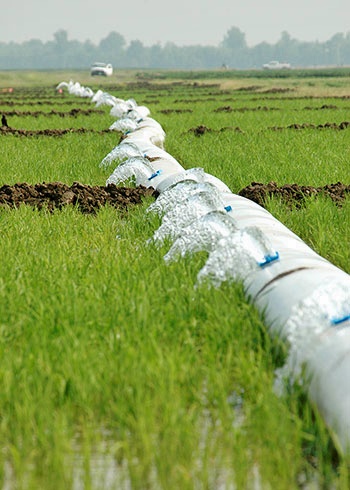 Teknik Pertanian Dengan Pengairan Berselang