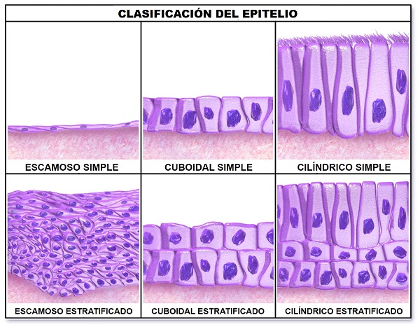 Histo Embriologia : Tejido Epitelial
