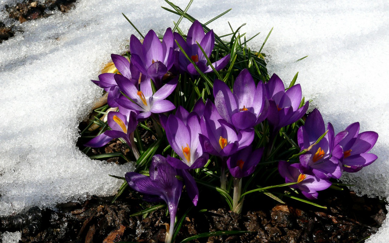 Prima zi de Primavara | Poze Super Misto