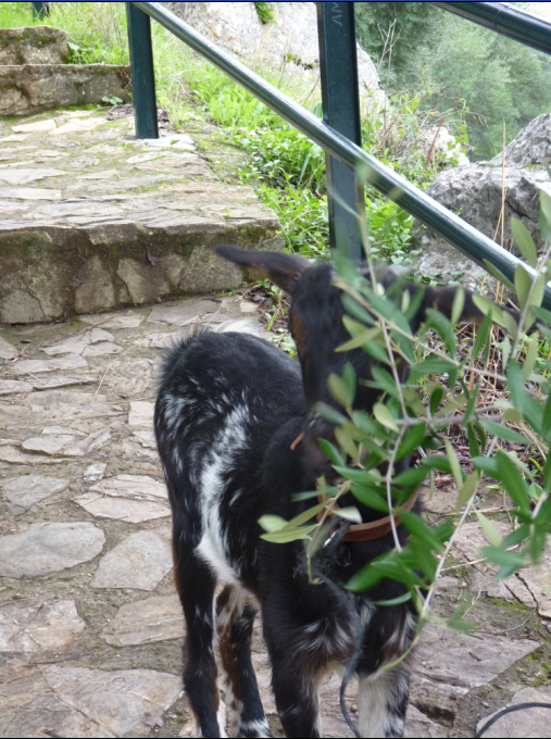 Ubrique en verde: Ruta de las Cochineras- 1ª parte