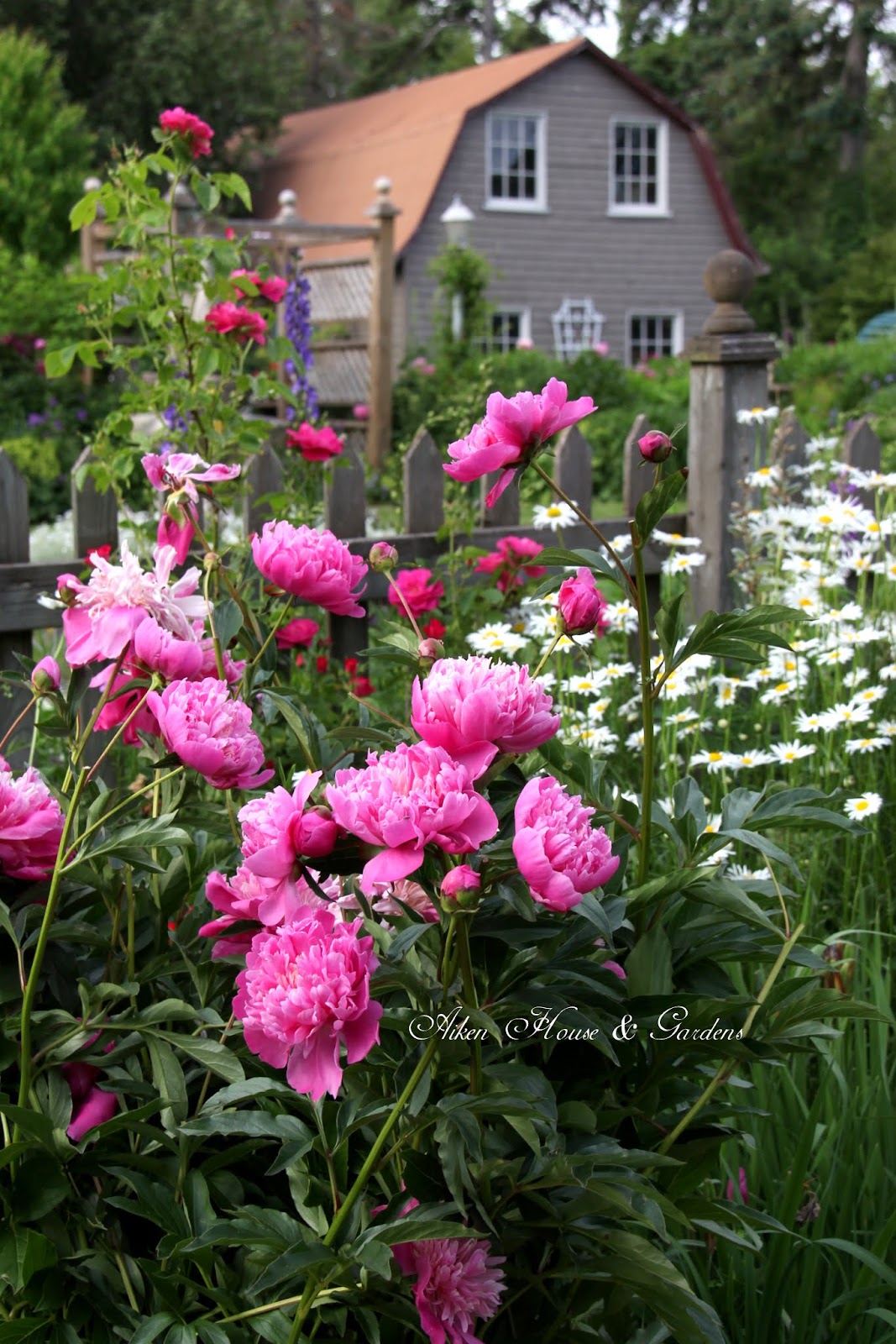 Aiken House & Gardens: Peonies in the Garden