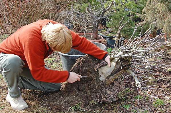 Walter Pall Bonsai Adventures: Rowan #1