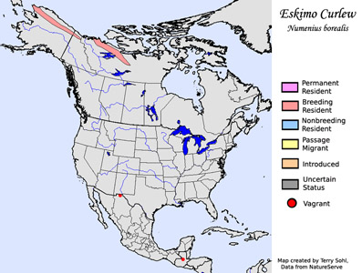 Las Aventuras: The Great Auk and other "Extinct" Birds