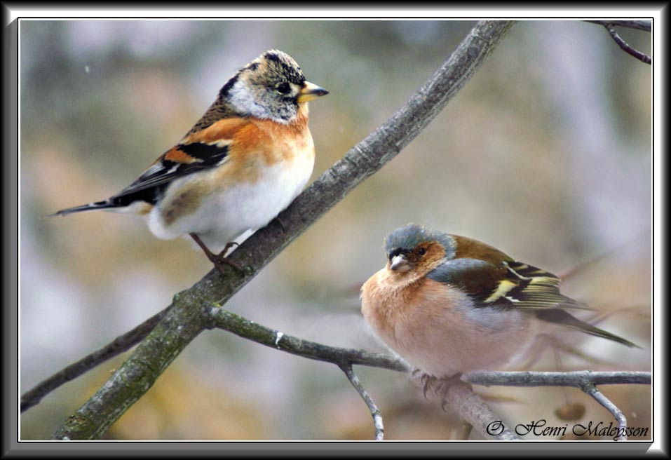Photos araignées insectes fleurs henri maleysson: Pinson des arbres et ...