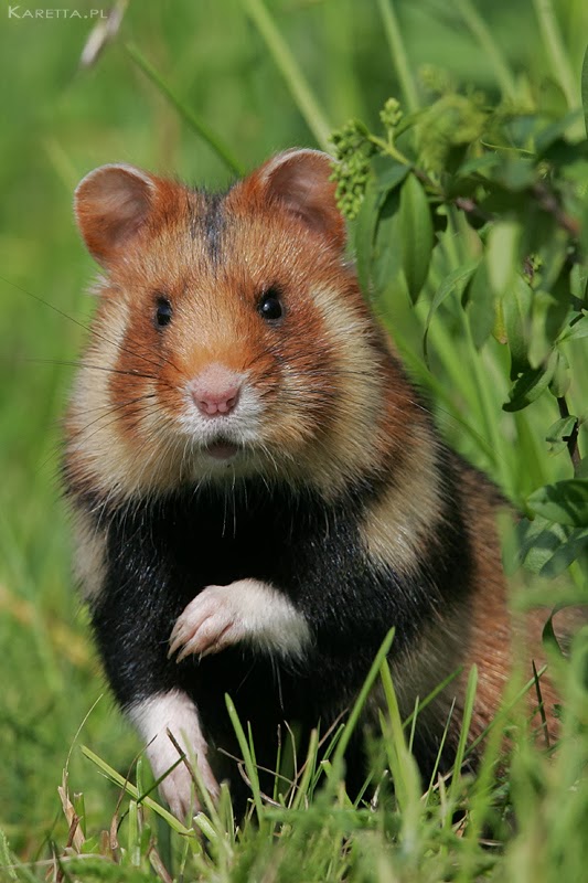 Chomicza Pasja: Chomik Europejski