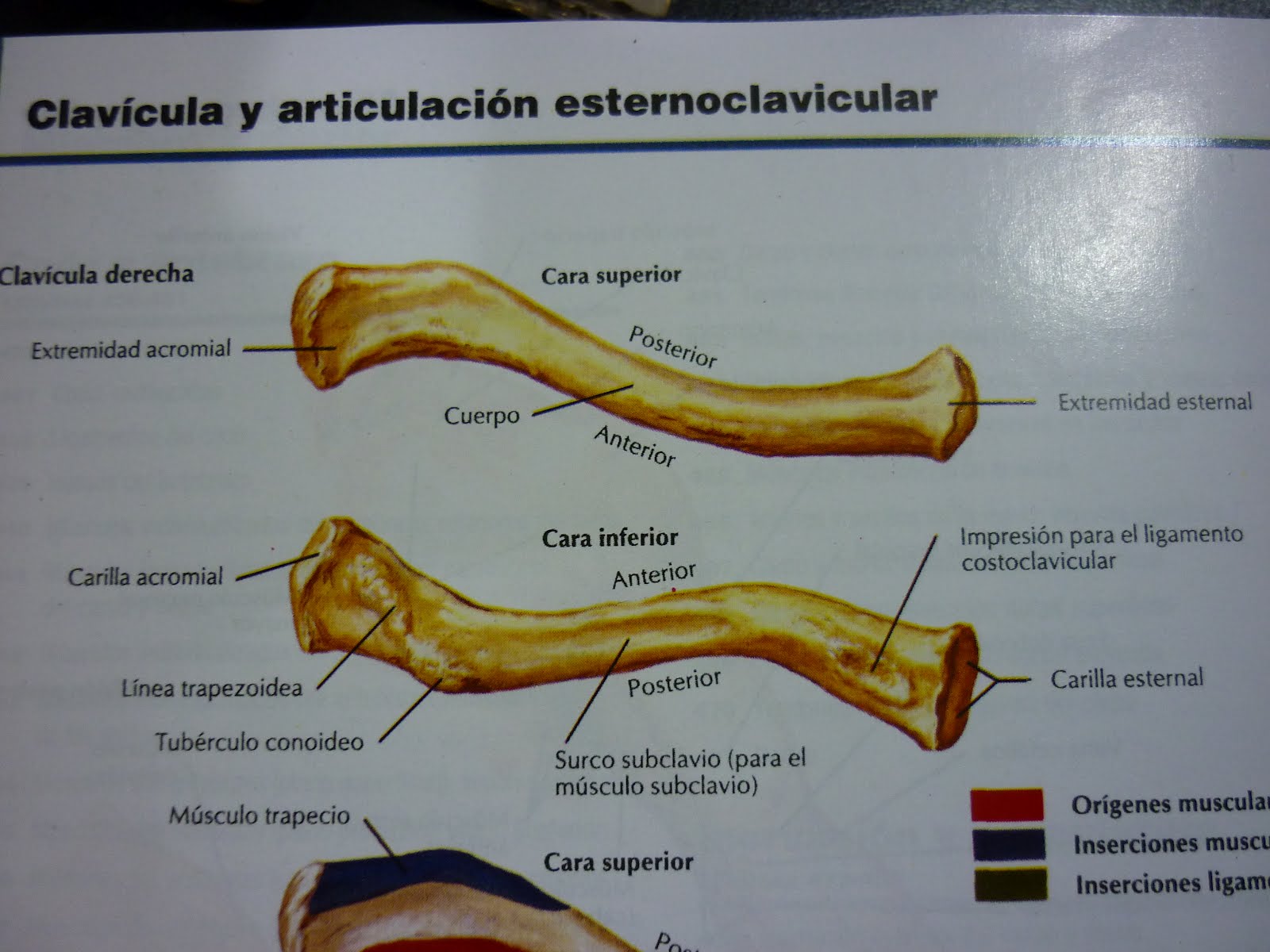 Koo's Med Docs: Anatomia - 1era clase!