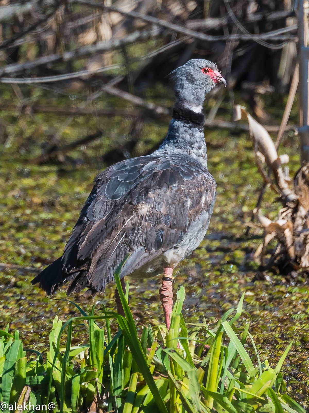 Pájaros, Pajarracos: Chajá (AR)