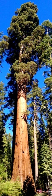 It's tough at the top of the world's tallest trees