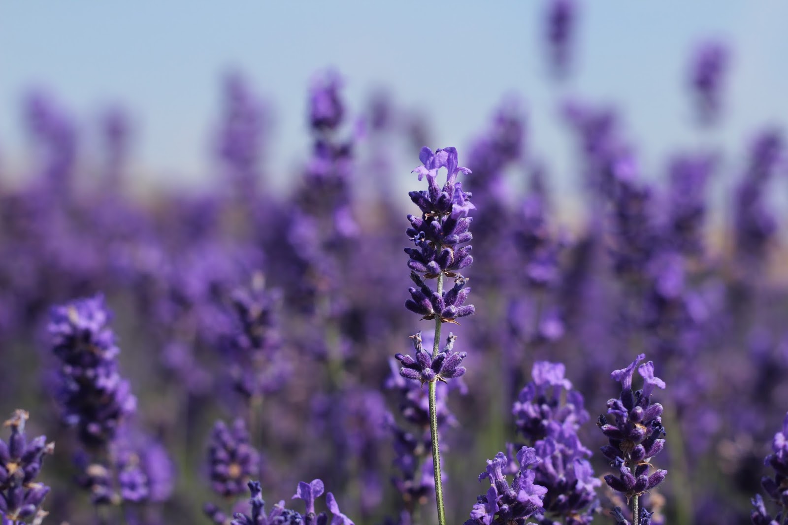 infinite mind of clh: lavish lavender - ickleford lavender farm